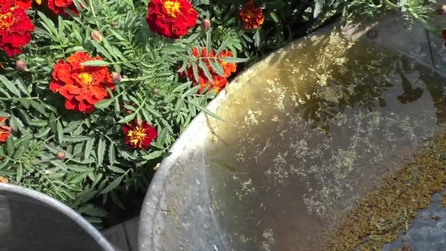 Урожай пажитника