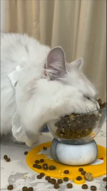 Смешные коты #77-6