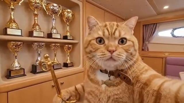 Влог рыжего кота с дедом на яхте