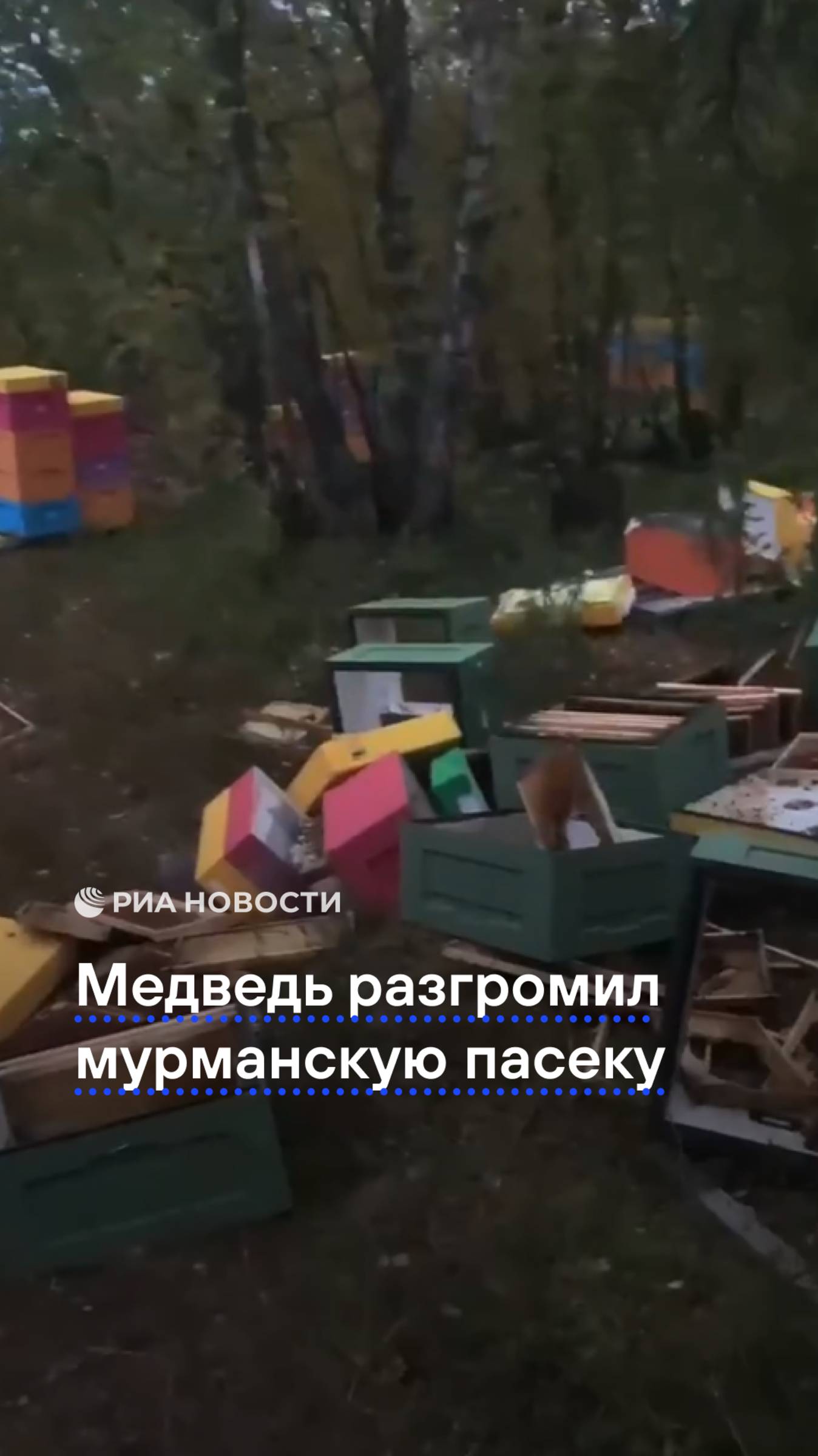 Медведь разгромил мурманскую пасеку
