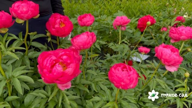 Cytherea peony. Цитерия пион. Пулков сад (2025 г.)