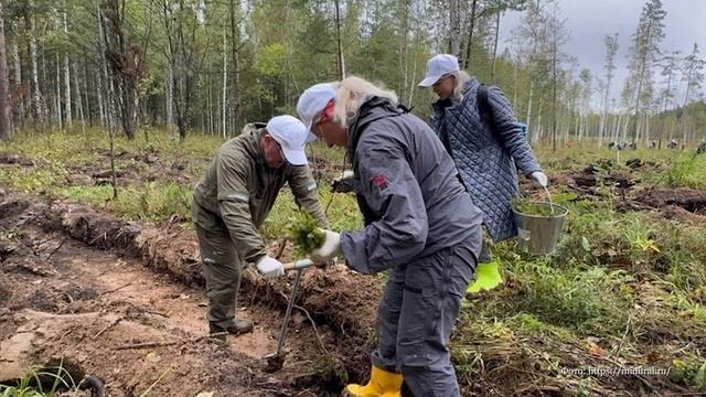 В Свердловской области состоялась экологическая акция «Сохраним лес». Панорама 09.09.25