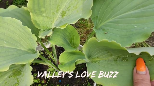 Новинка прошлого года голубая хоста Valley's Love Buzz#hosta #хос ...