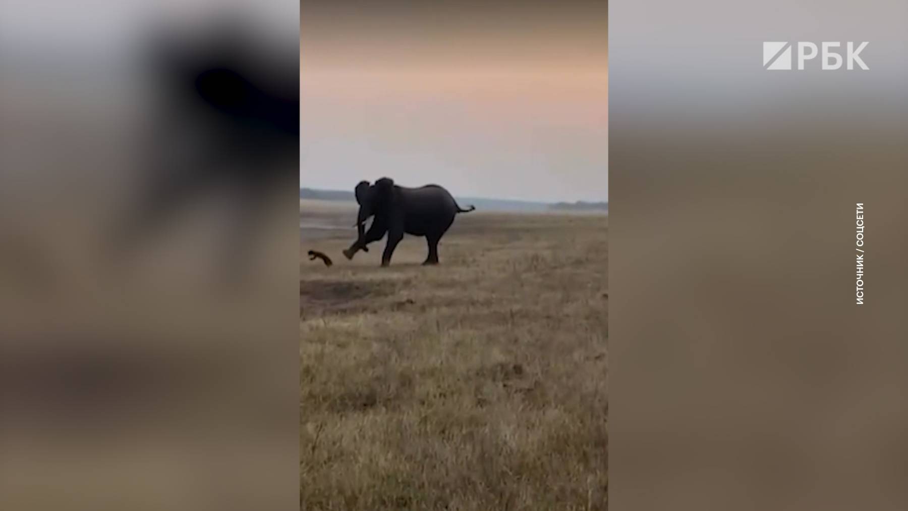 В Африке туристы сняли на видео бой между медоедом и слоном