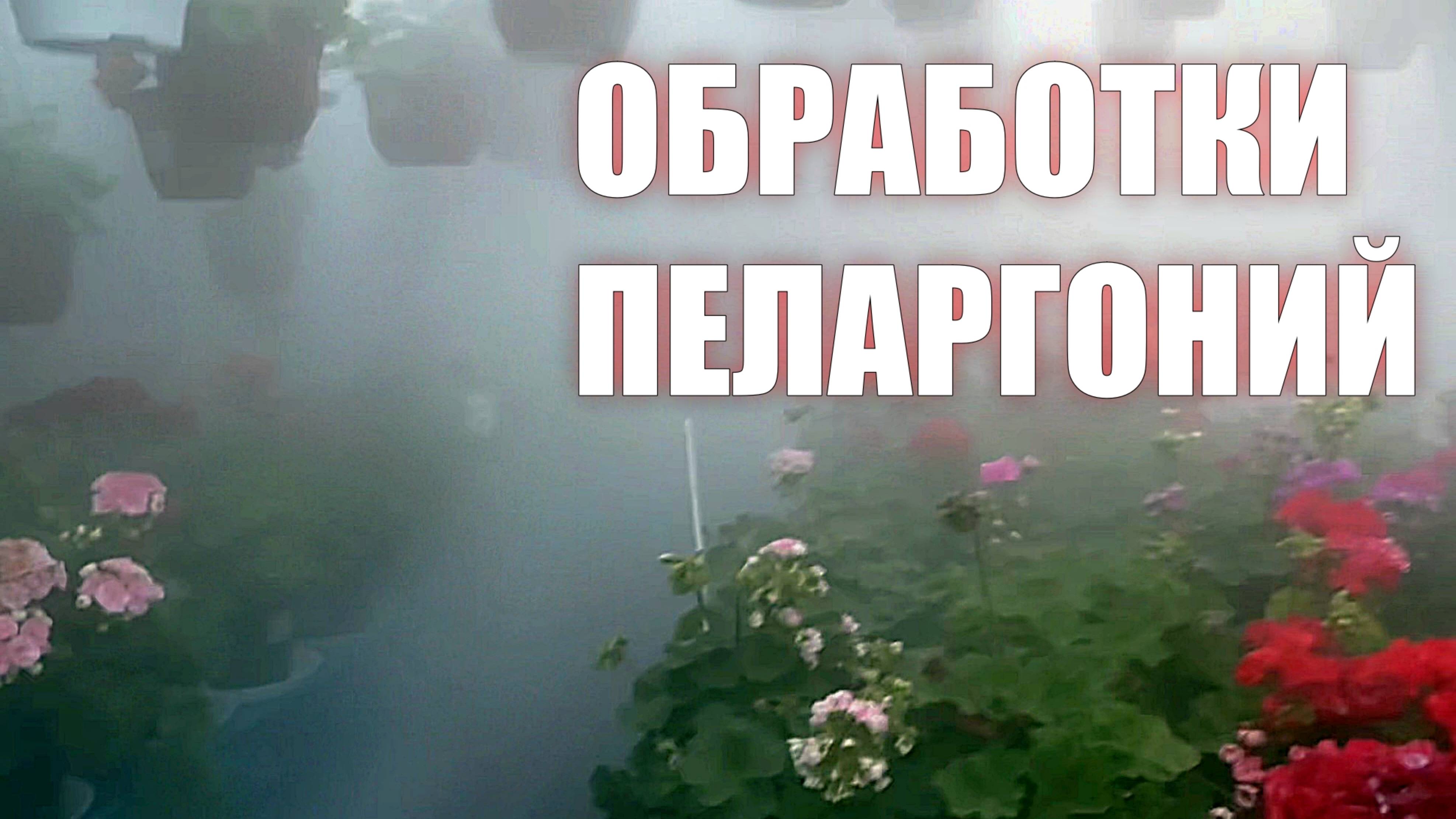 Обработки пеларгоний от болезней и вредителей. Баковые смеси - преимущества и особенности.