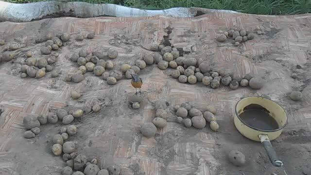 Картошку с птичкой мы копали...