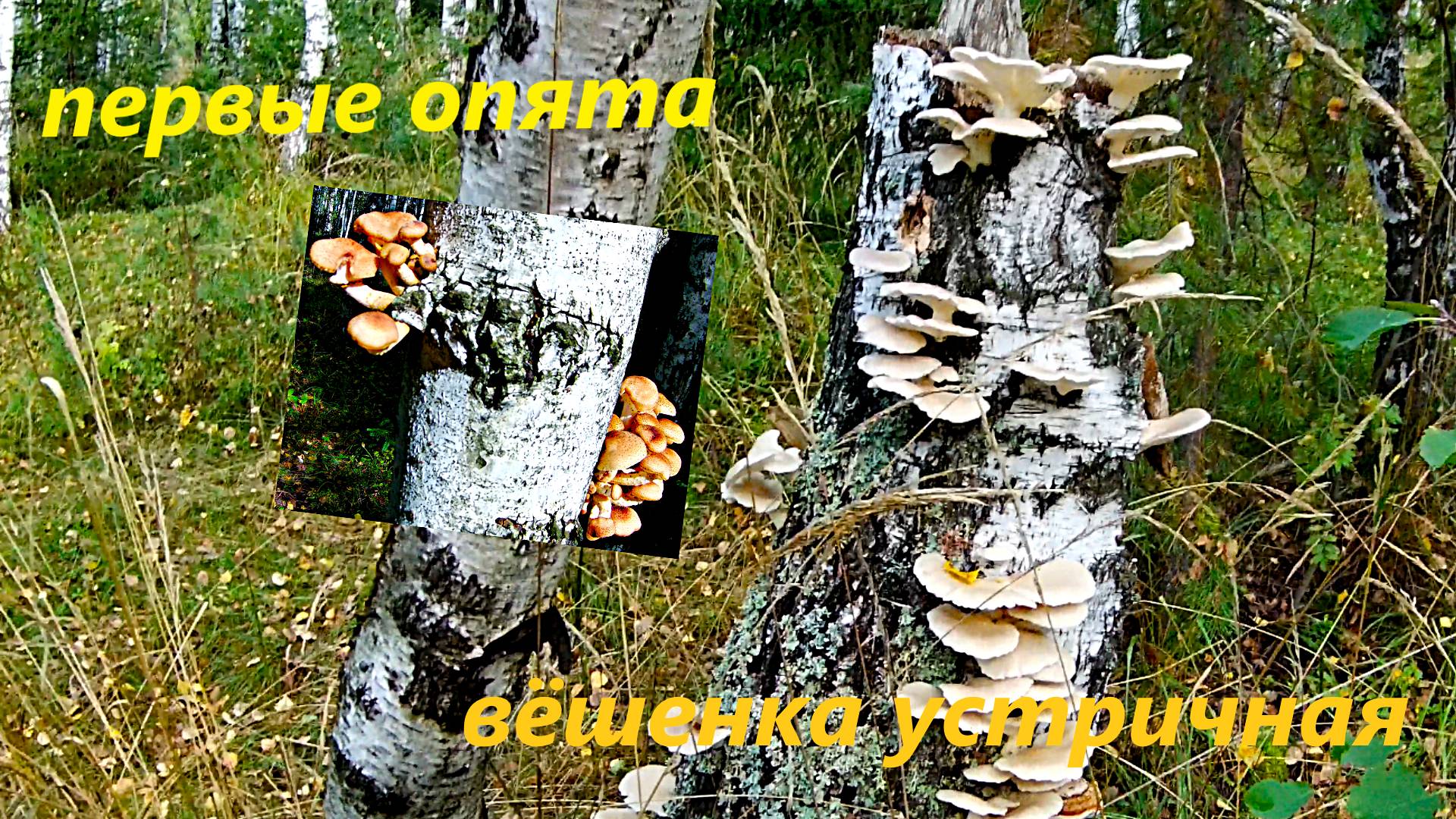 Сбор грибов - грибы вешенки, опята, подосиновики!