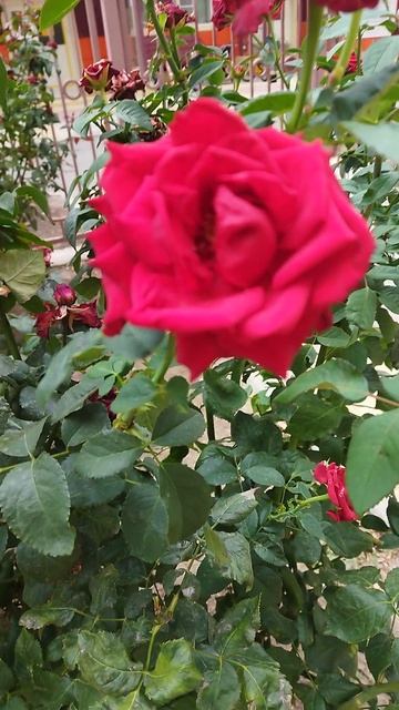 09-09-2025