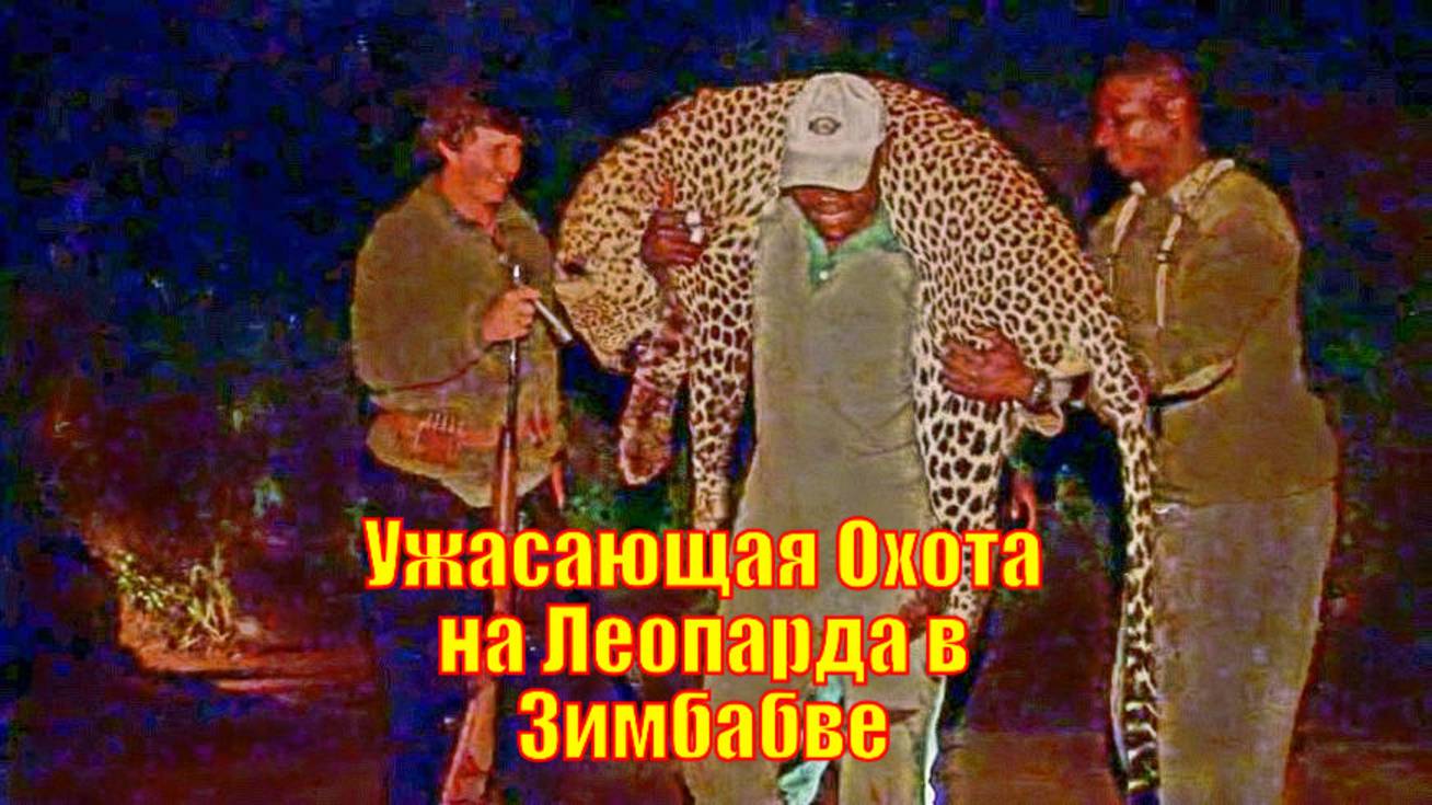 Ужасающая Охота на Леопарда в Зимбабве