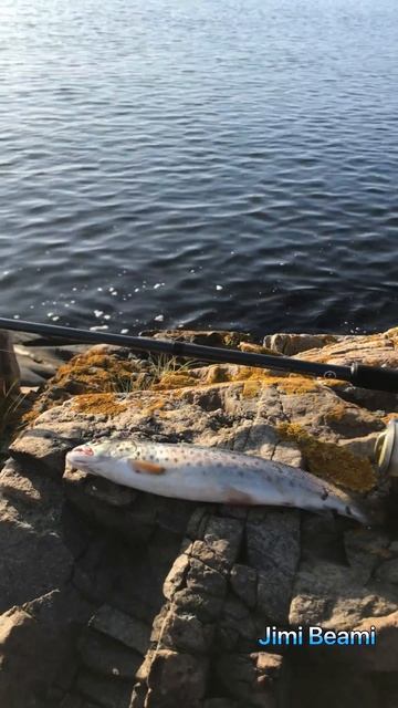 Какая она красивая 😍🐟