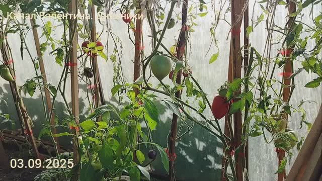 В теплице 03.09.2025. сорта томатов, которые растут в теплице