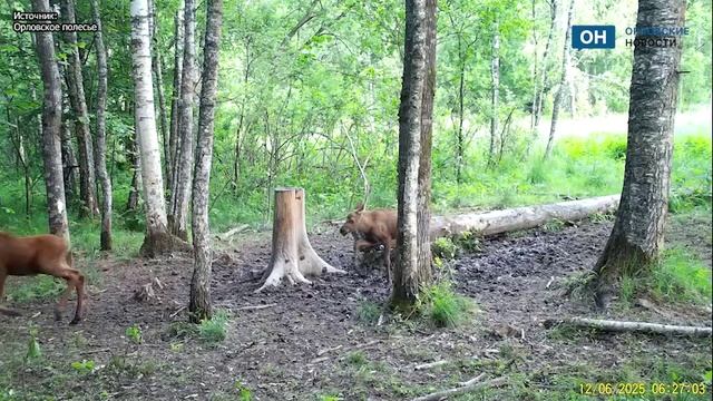 Мама-лосиха показывает детям просторы Орловского полесья