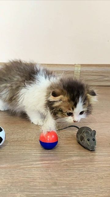 Хороший выбор. #котенок
