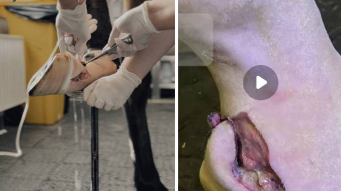 MAXIMA VET: Лечим рубленую рану у лошади