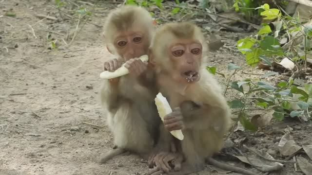 Обезьянки 2 сиротушки малышки одни в лесу Жмутся Пищат есть Покормили хлебом Себе не взяли Добрая ис