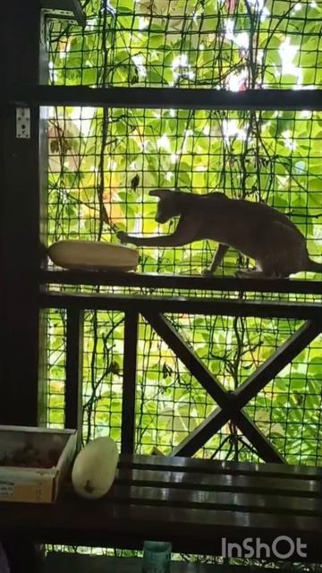 Знакомство…