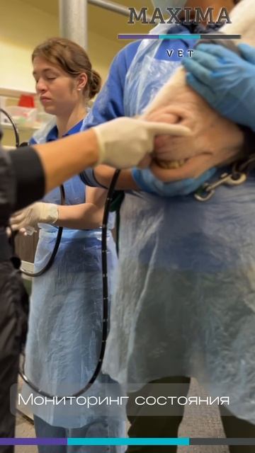 MAXIMA VET: Бронхоскопия лошади.