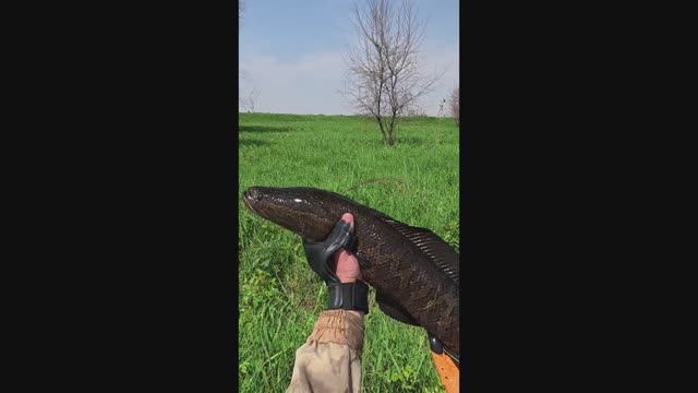 Рыбалка с Рогаткой #fishing#рекомендации#top#2025#fish#youtube#рыбалка #headshot