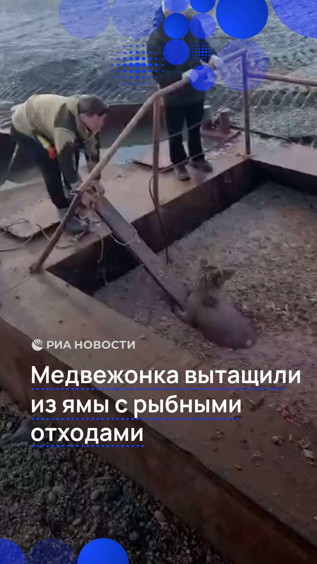 Медвежонка спасли из ямы с рыбными отходами