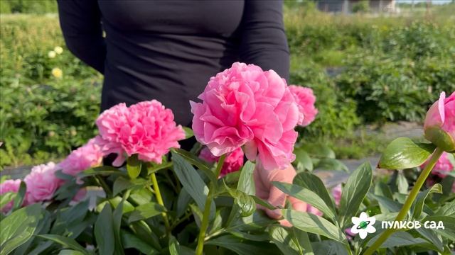 Carnation Bouquet peony. Карнейшн Букет пион. Пулков сад (2025 г.)