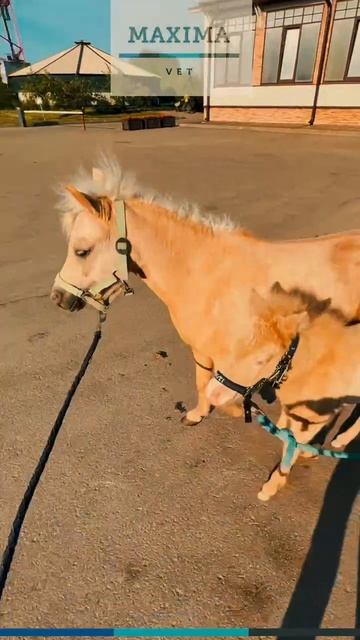 MAXIMA VET: Лечим ЛОШАДЕЙ 24/7