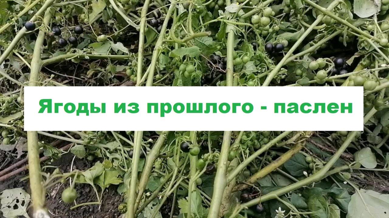 Паслен черный съедобный, как варила варенье из него