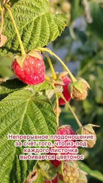 Малина ремонтантная саженцы всё лето
