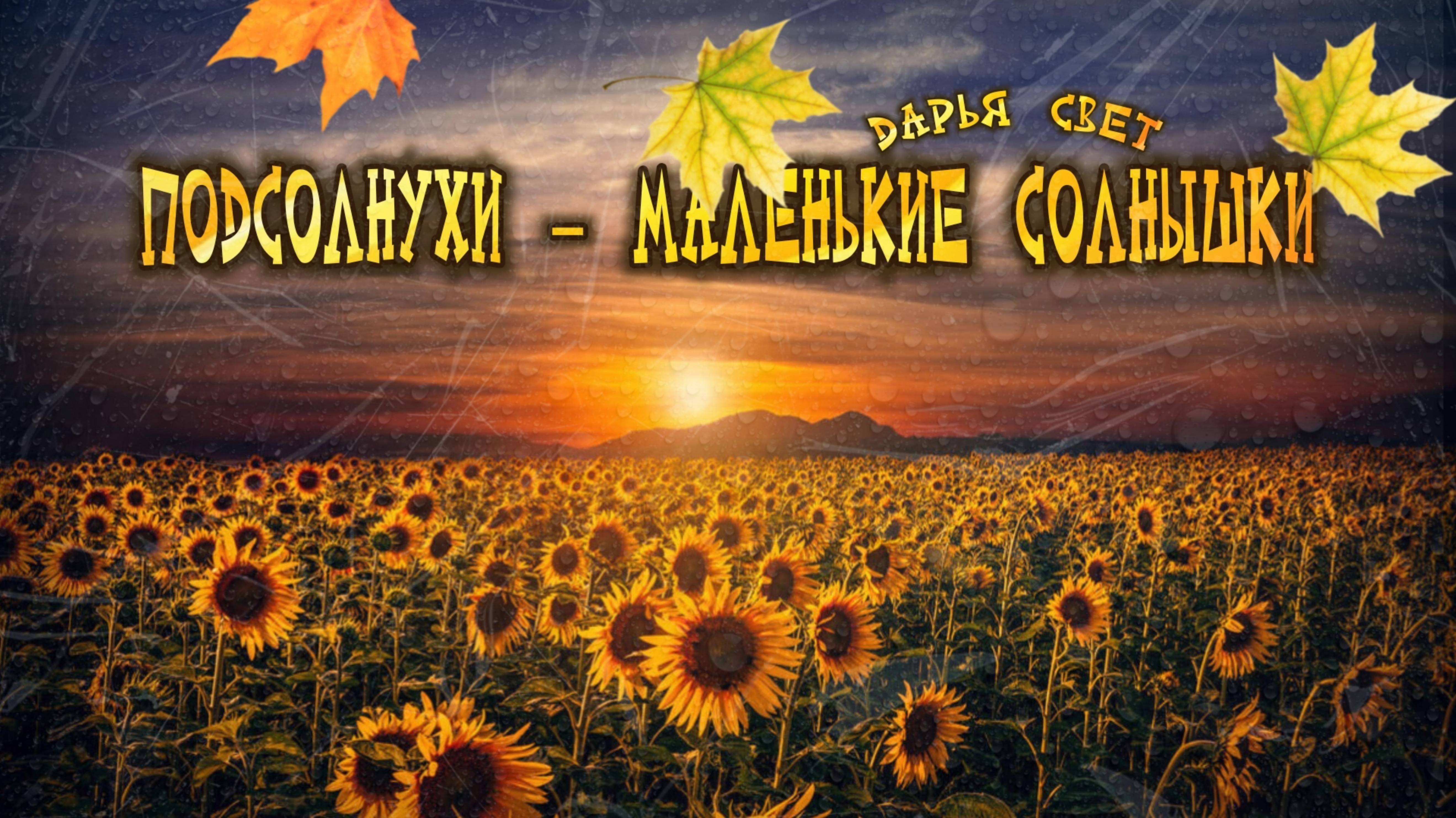 Подсолнухи. Цветы солнца. Сентябрь 2025