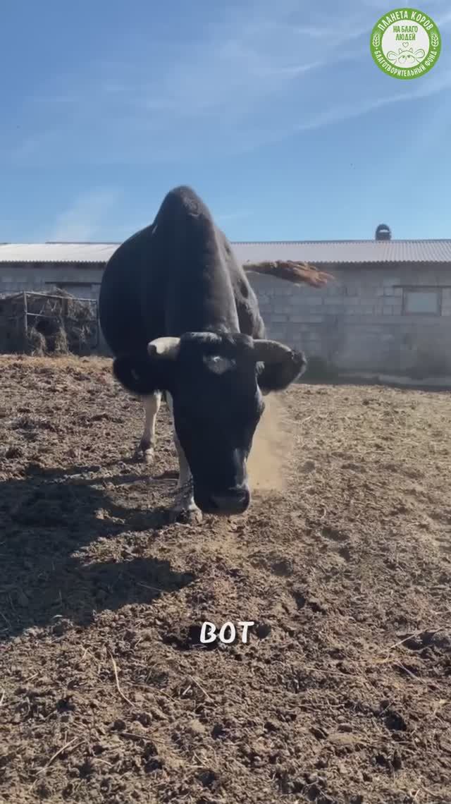 Что такое мощь быков? 🐂  Это сила, спокойствие и природная грация в одном теле. Мощный бык Шьям!