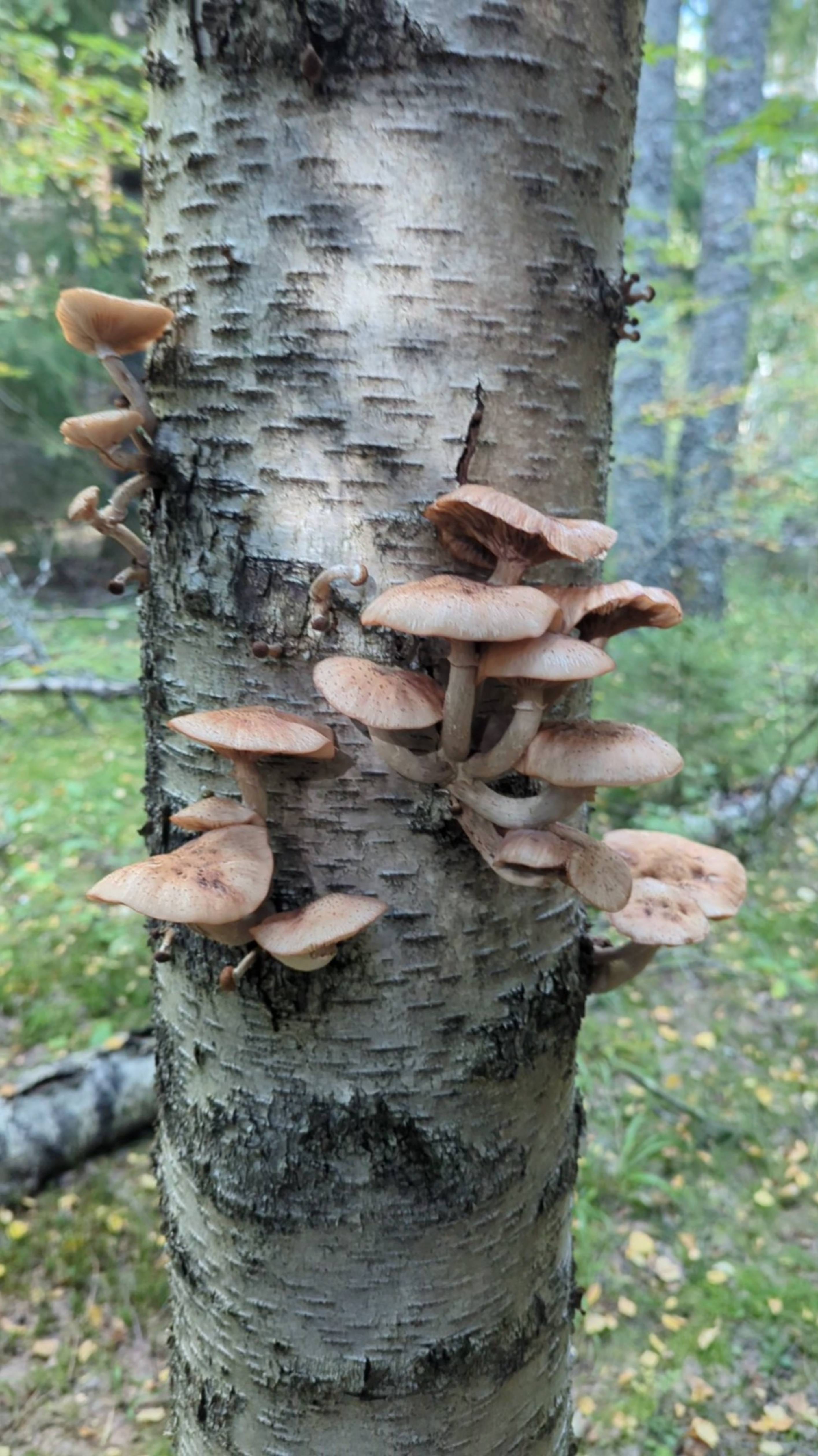 Жизнь осеннего опёнка коротка...