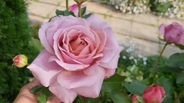 Дача! 🏡Начало цветения второй волны роз!🌹 Ужин.🍽