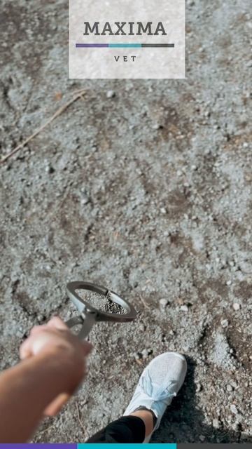 MAXIMA VET: Наш Мобильный конный госпиталь - всегда готов!