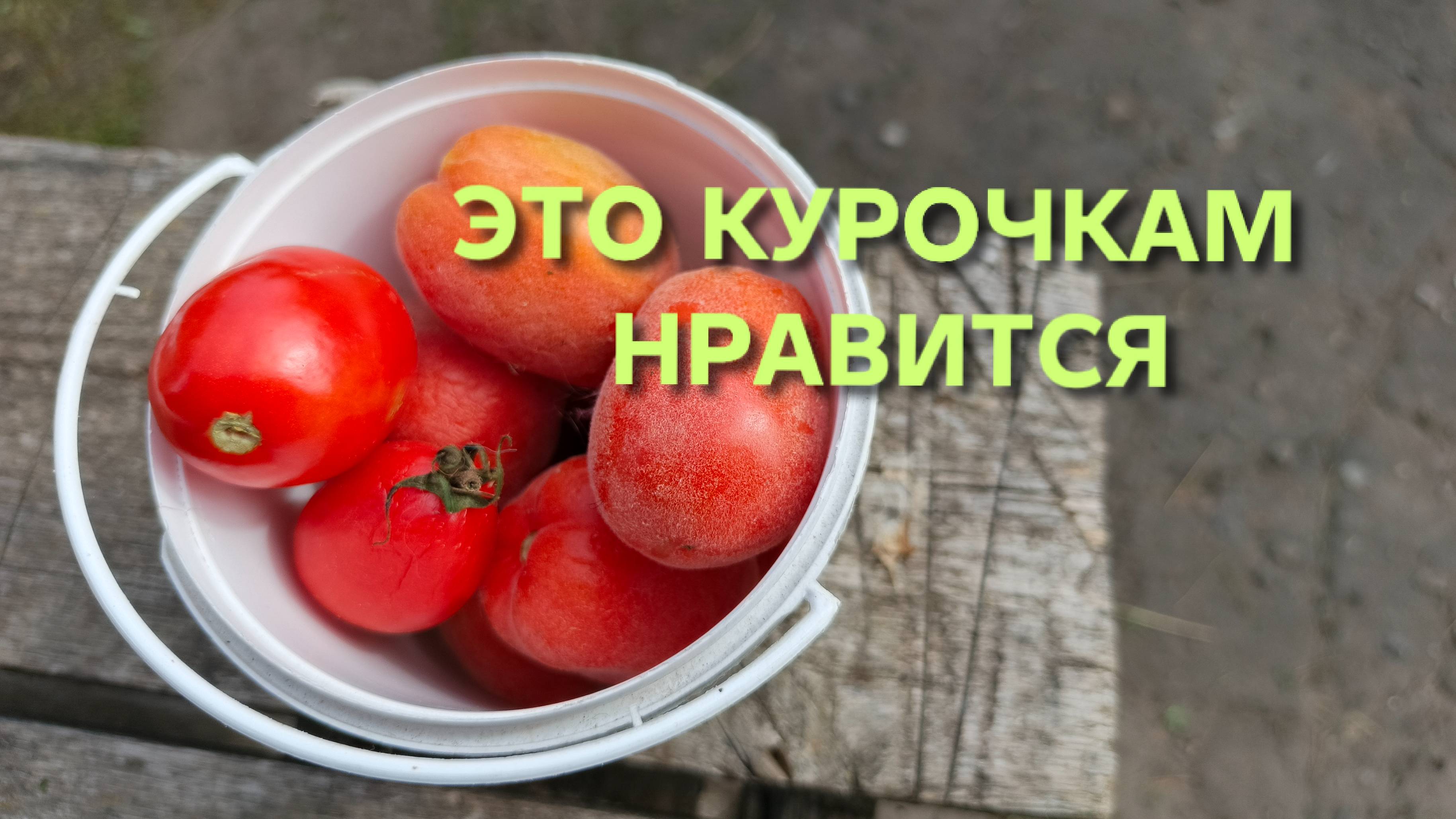Можно ли давать курам помидоры