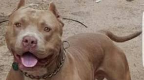 The Pit Bull