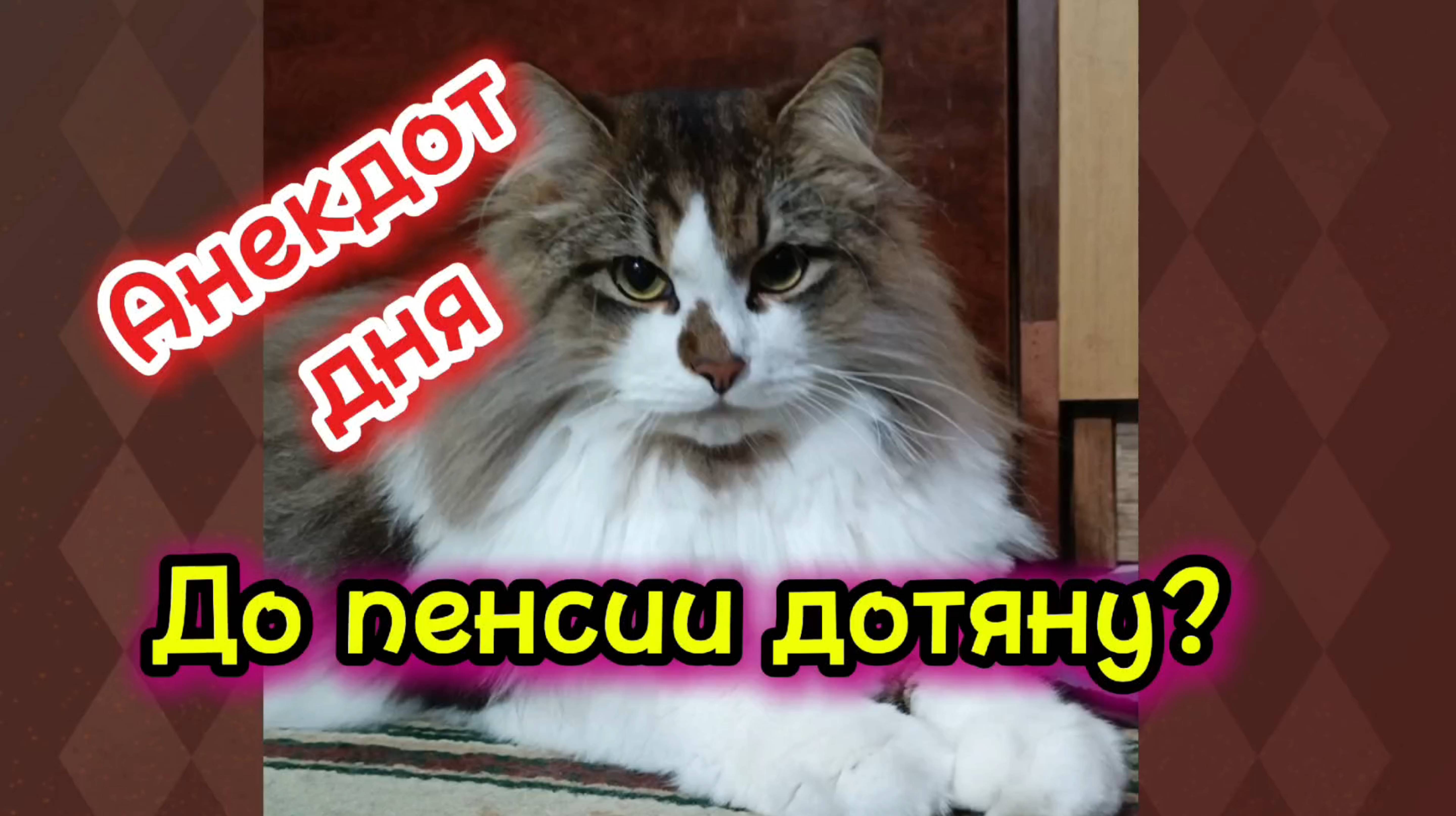 Кошки с озвучкой. Анекдот. До пенсии дотяну?