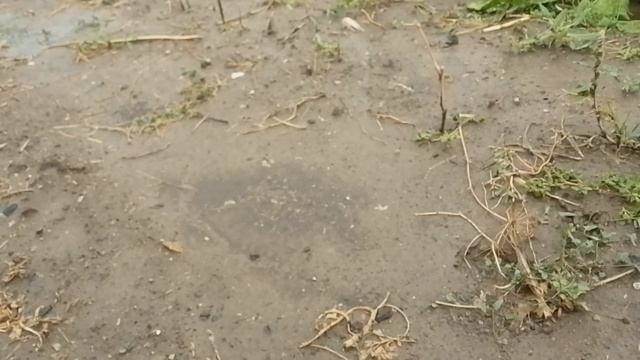 А дождь идёт