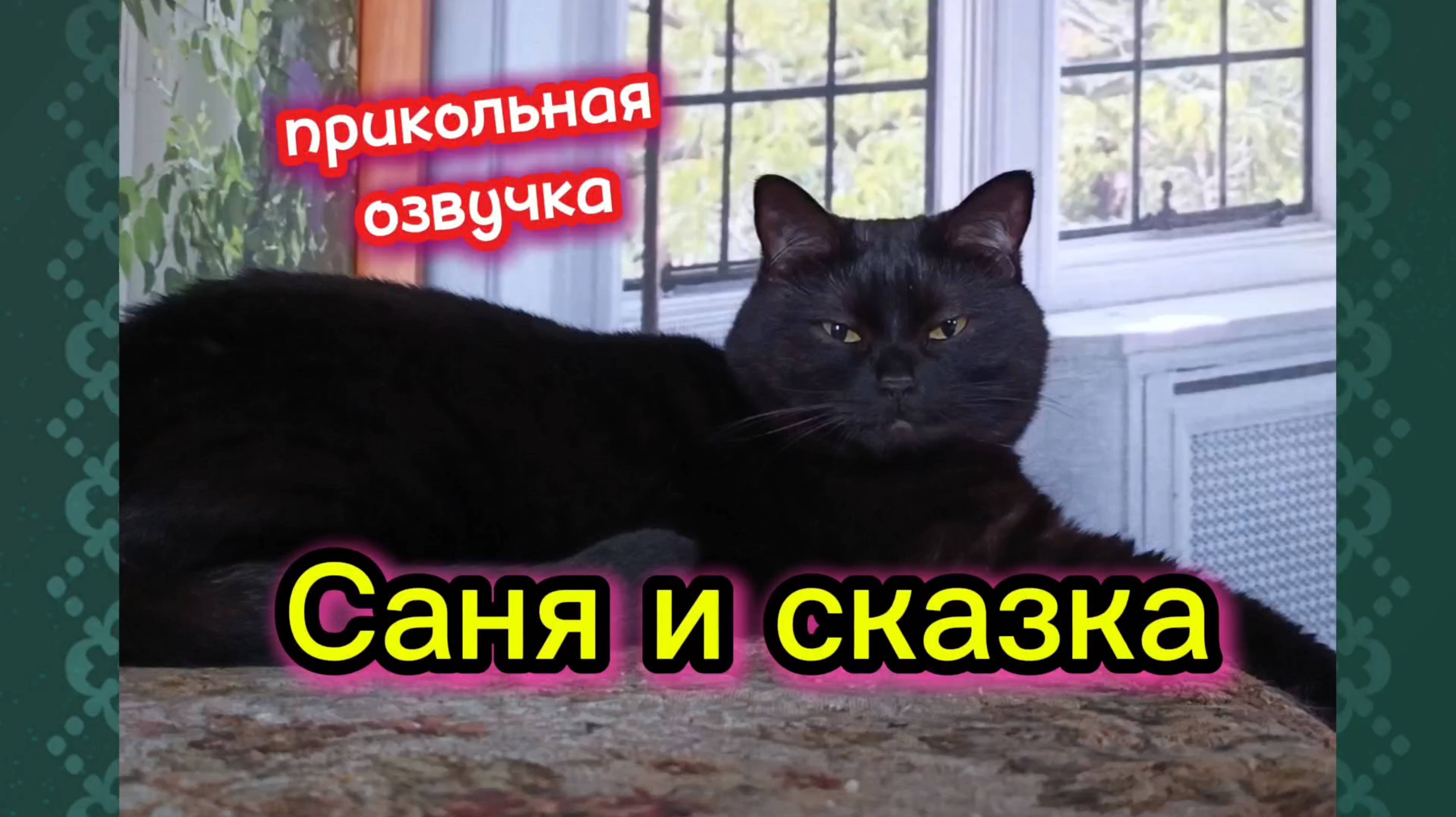 Кошки с озвучкой. Саня и сказка.