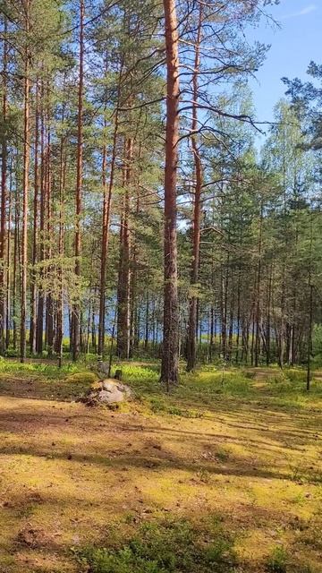 Карельский перешеек 2025. Озеро Тихое. Июль 2025г (Часть 1)
