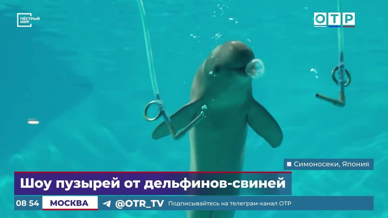 Шоу пузырей от дельфинов-свиней