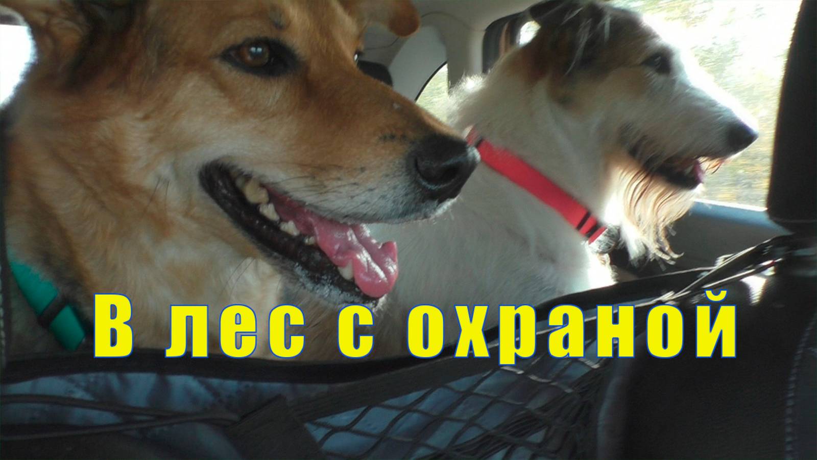 ЛОВИМ МОМЕНТЫ /БАНДОЙ В ЛЕС /С НИМИ НЕ СТРАШНО/ 09 и 10 сентября 2025