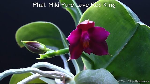 Phal. Miki Pure Love Red King