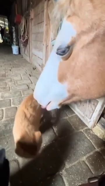 Ммм, котик...