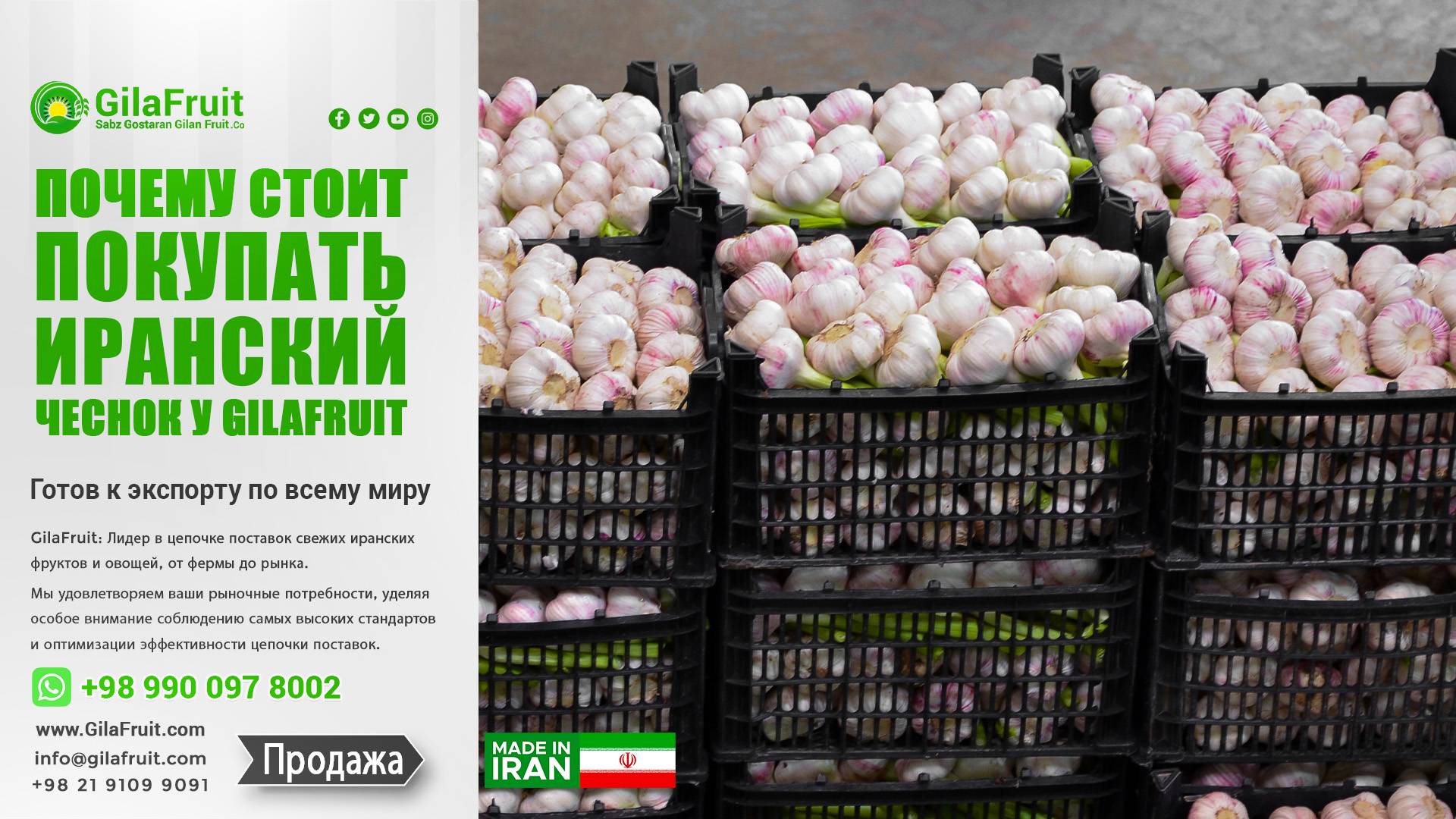 Почему стоит покупать иранский чеснок у GilaFruit?