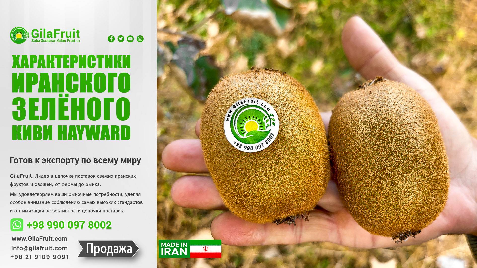 Характеристики зелёного киви Hayward