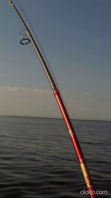 Щука Нарвского