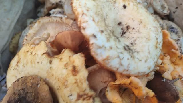 Прогулка не удалась. Однако ....