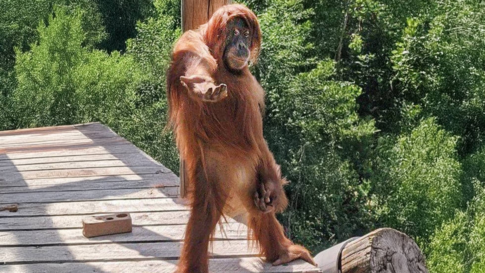 😅 Забавные встречи с обезьянами, которые вы должны увидеть 🦍 Самые смешные видео о животных 2025