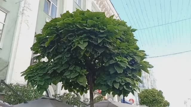Деревья на Соборном