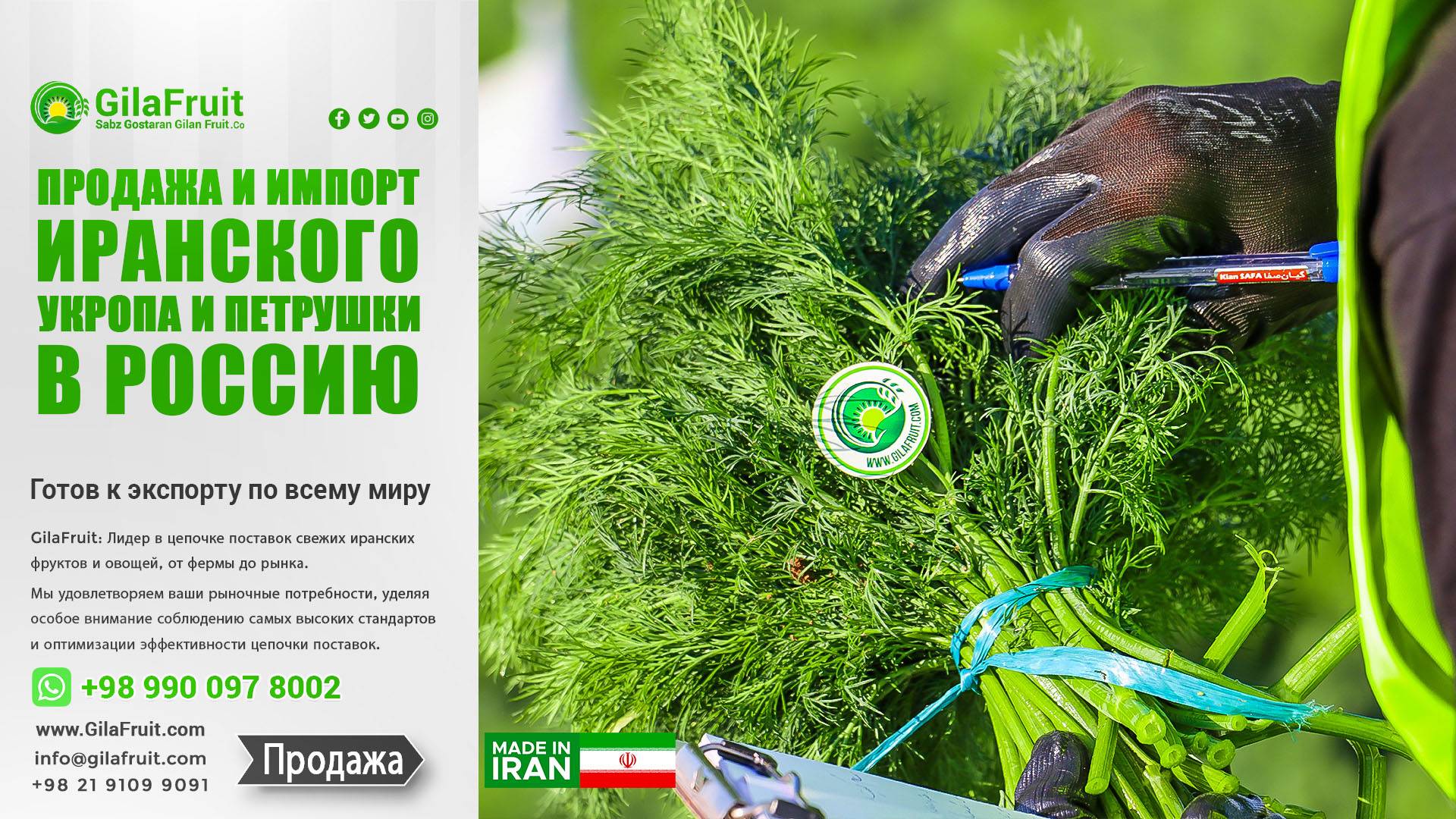 Продажа и экспорт иранского укропа и петрушки в Россию