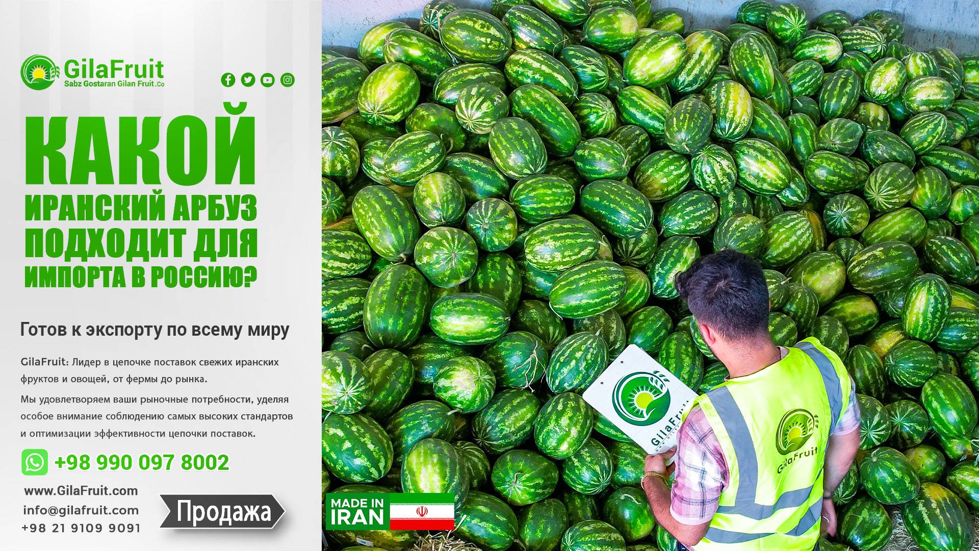 Продажа и экспорт иранского укропа и петрушки в Россию